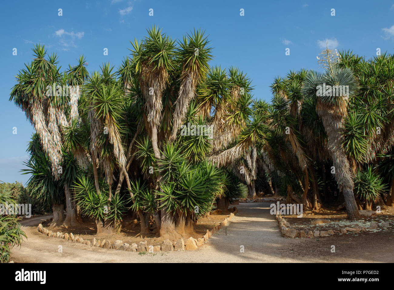 Yucca tree hi-res stock photography and images - Alamy