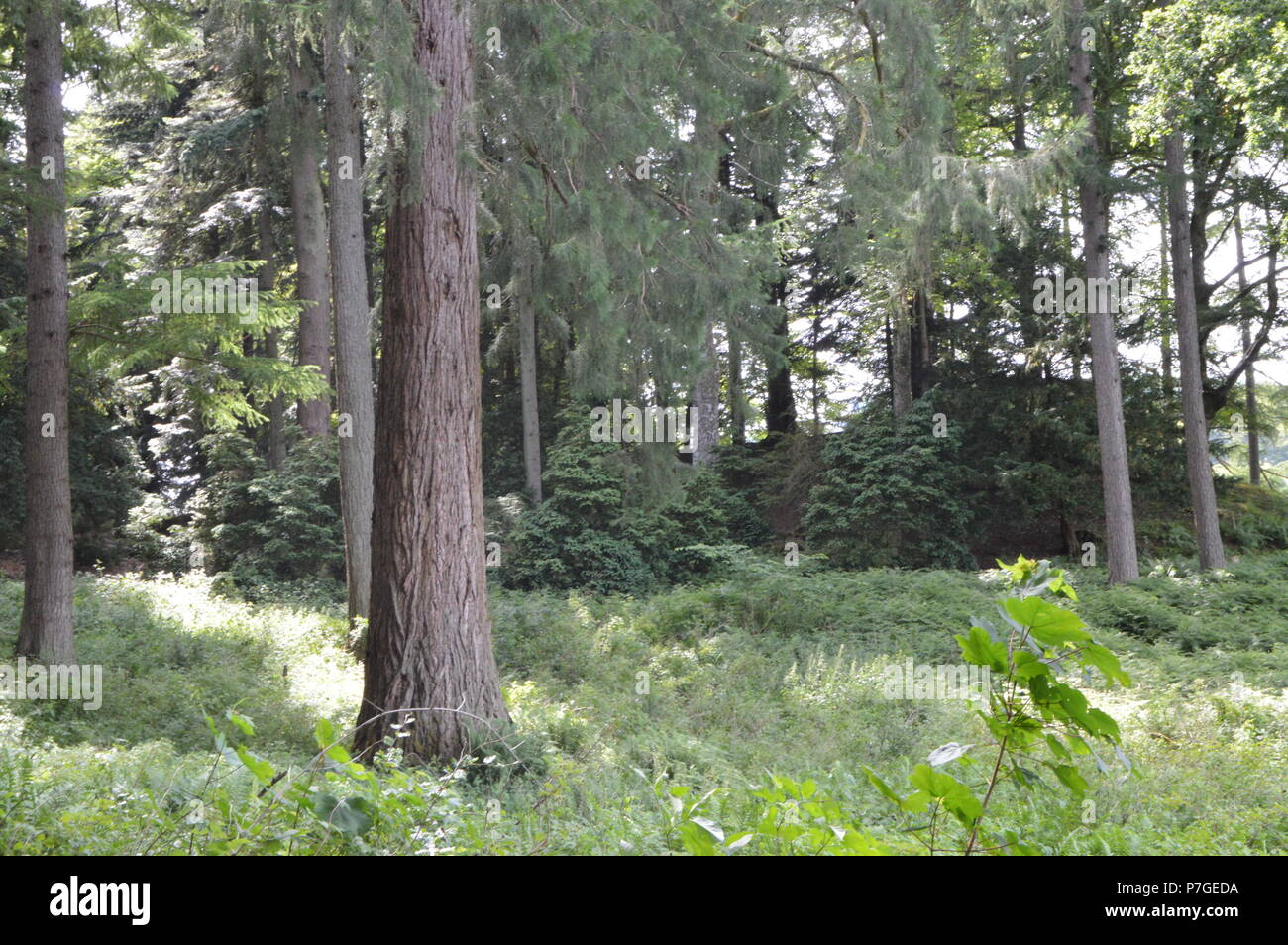 Dunkeld Arboretum High Resolution Stock Photography and Images - Alamy
