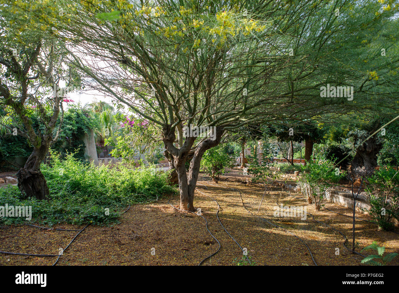 Tree Parkinsonia, in Botanicactus , Mallorca, Spain Stock Photo - Alamy