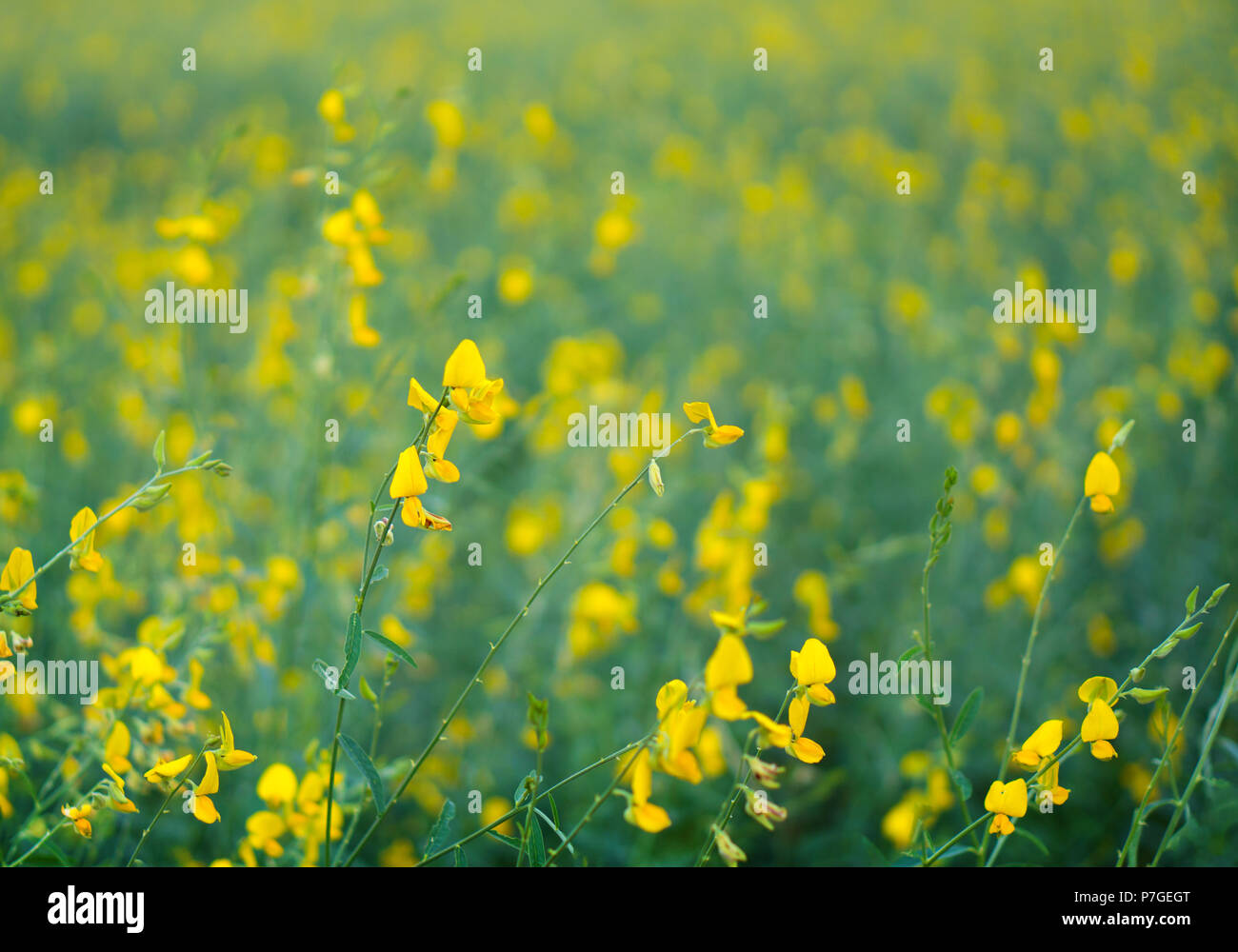 sunnhemp flower of Crotalaria juncea flowers field Stock Photo - Alamy