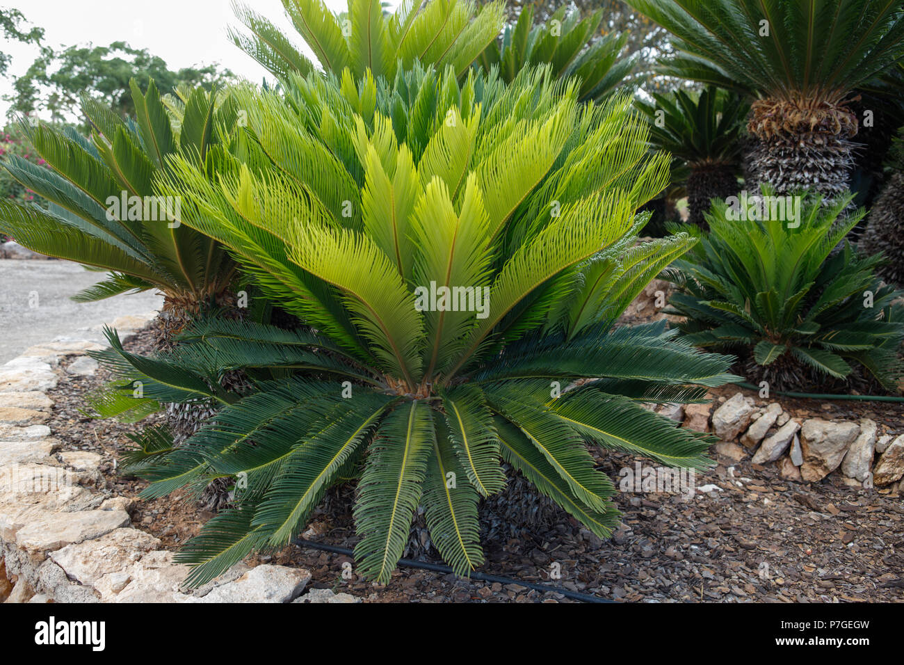 Cycas platyphylla hi-res stock photography and images - Alamy