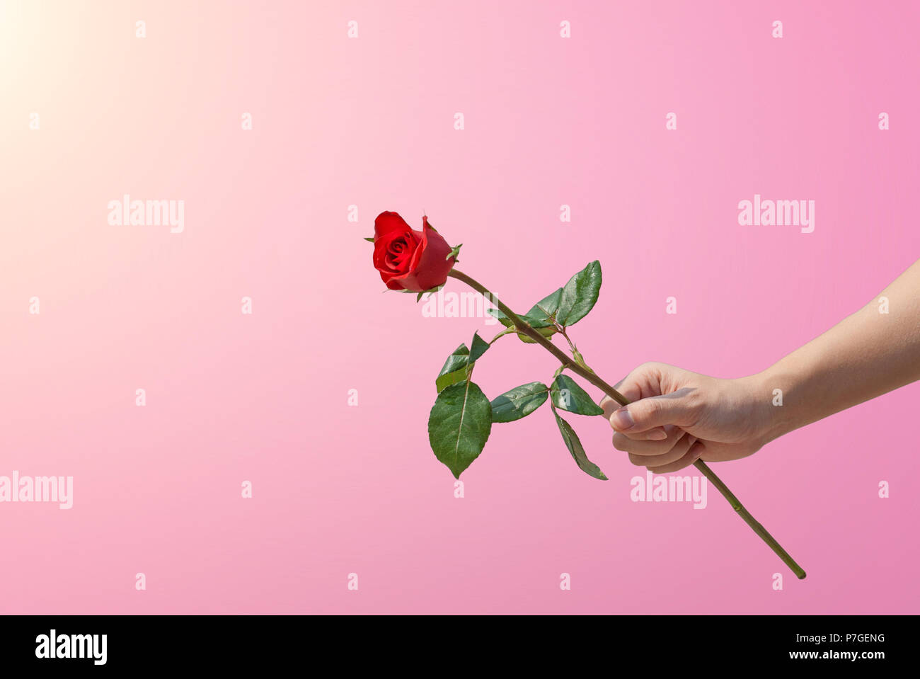 Female hand holding a single red rose over pink background for ...