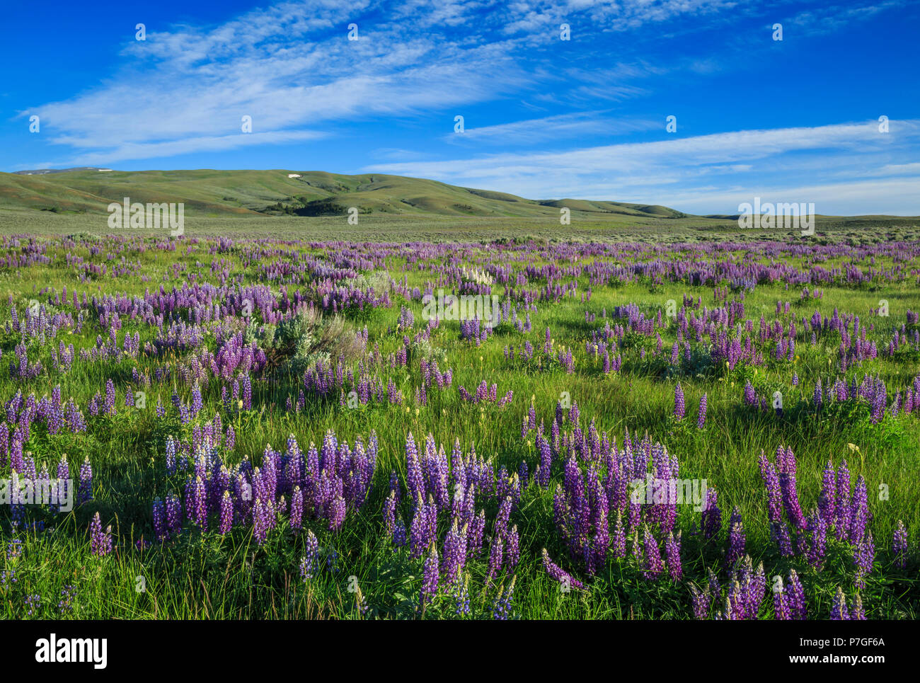 Prairie lupine hi-res stock photography and images - Alamy
