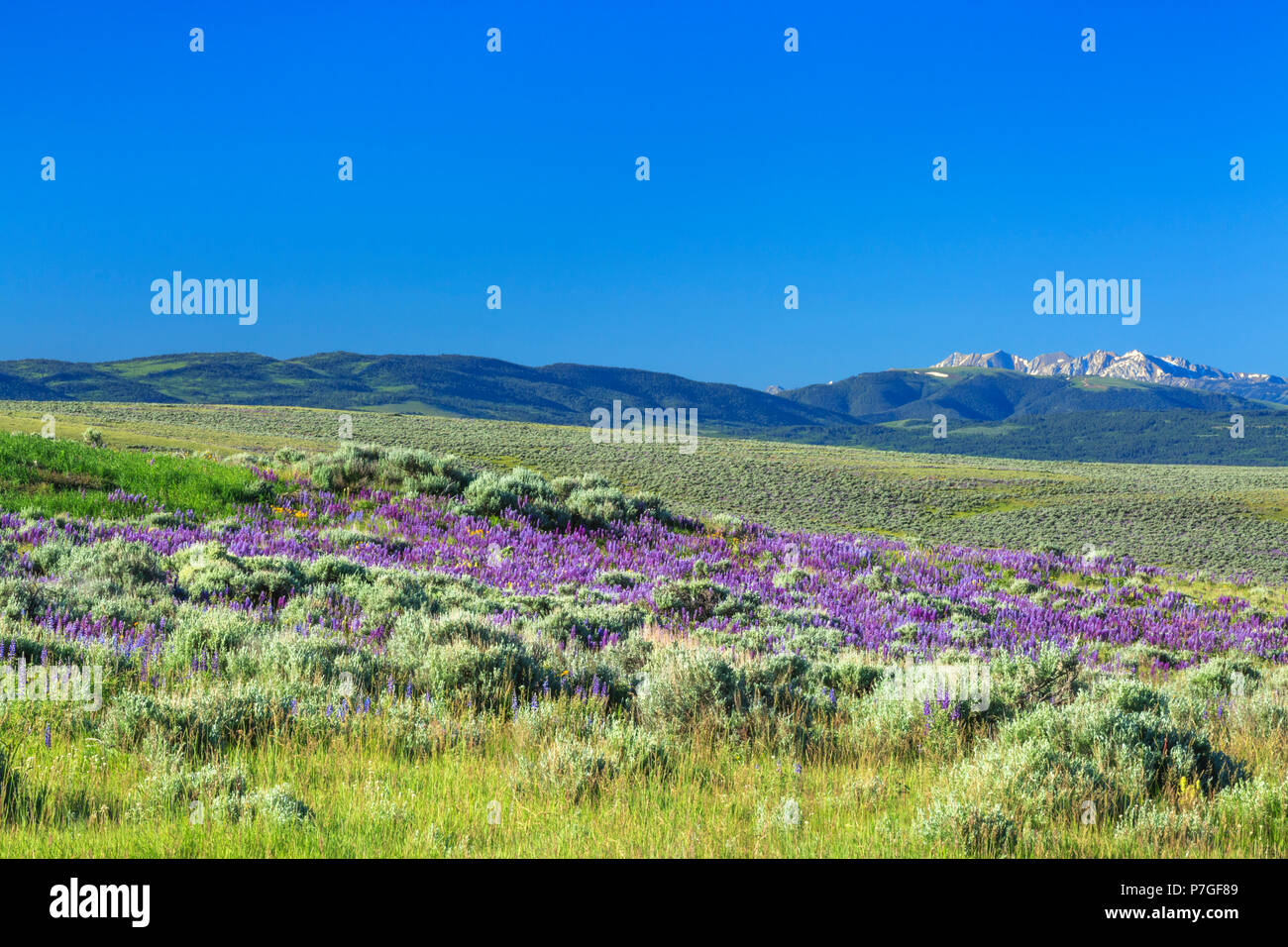 Ringling montana hi-res stock photography and images - Alamy