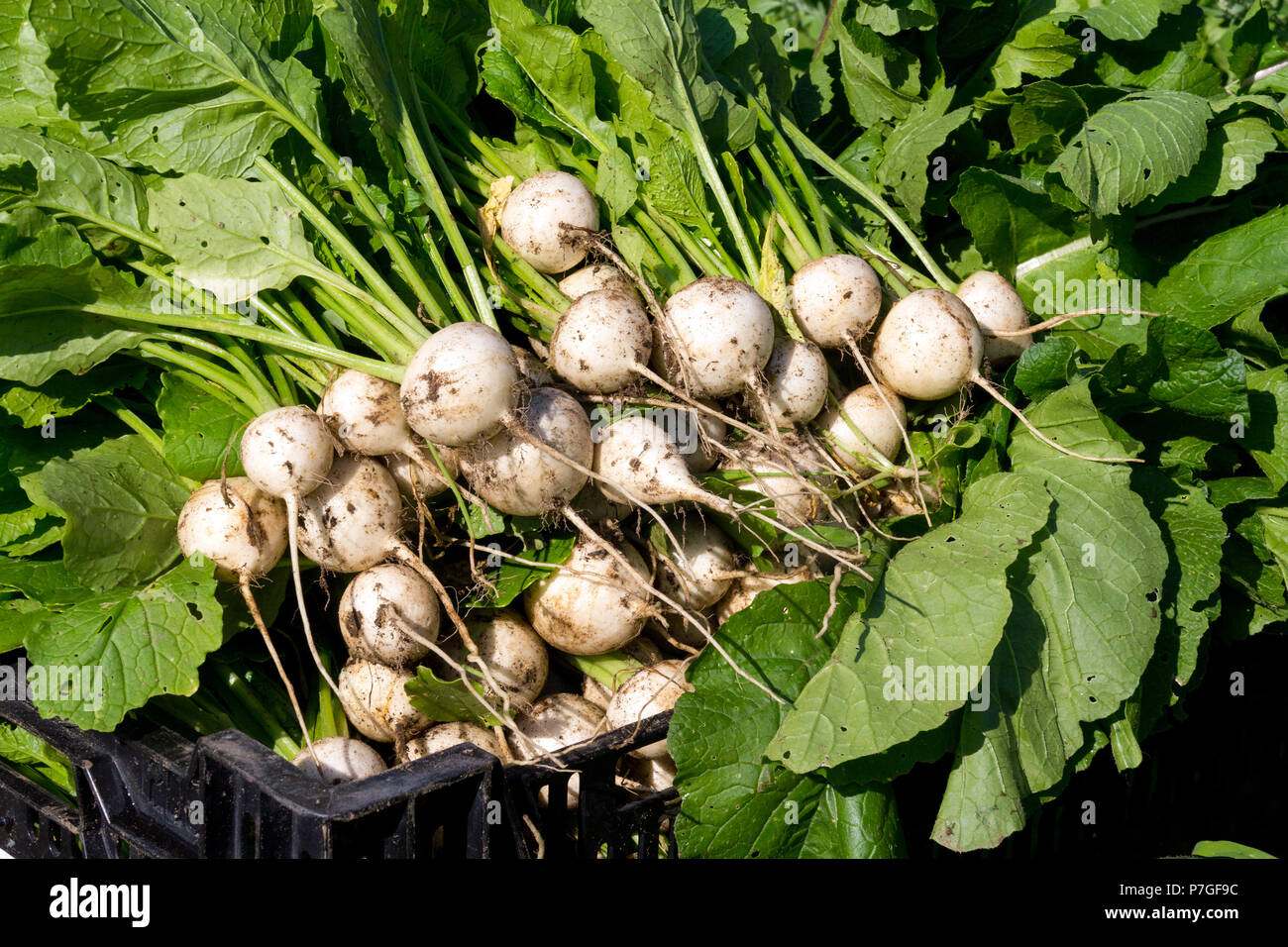 harvesting fresh white japanese turnip vegetable Stock Photo - Alamy