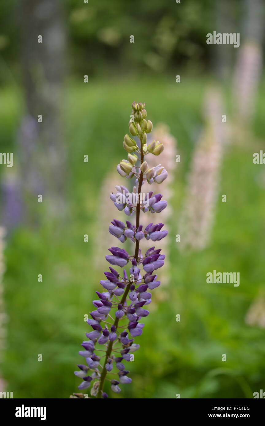 Lupin sweden hi-res stock photography and images - Alamy