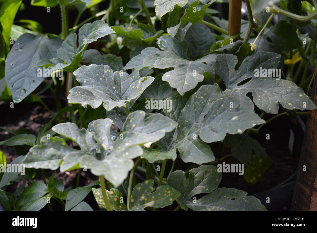 Melon tree plant hi-res stock photography and images - Alamy