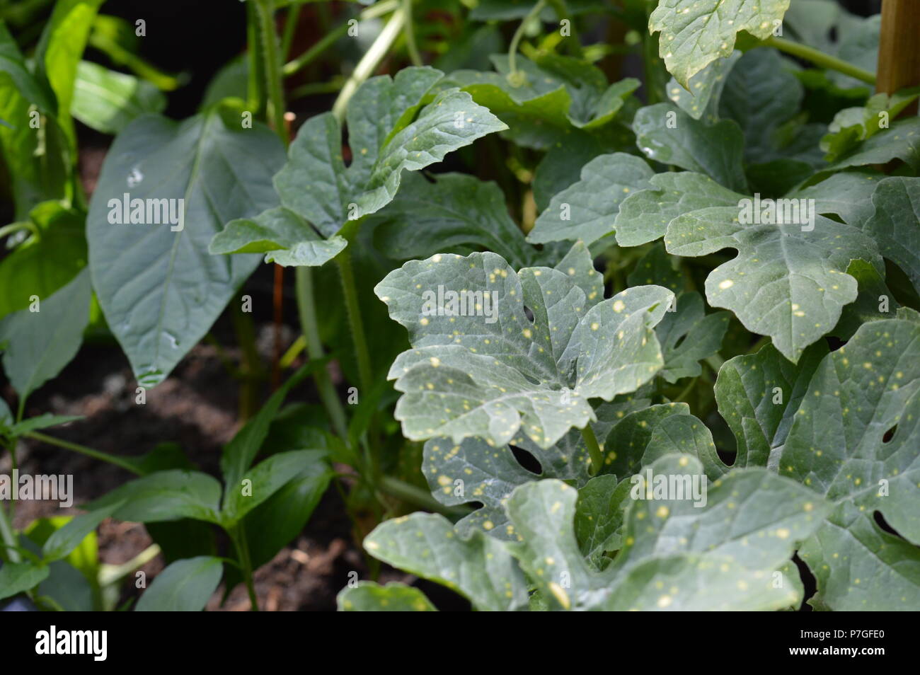 Melon tree plant hi-res stock photography and images - Alamy