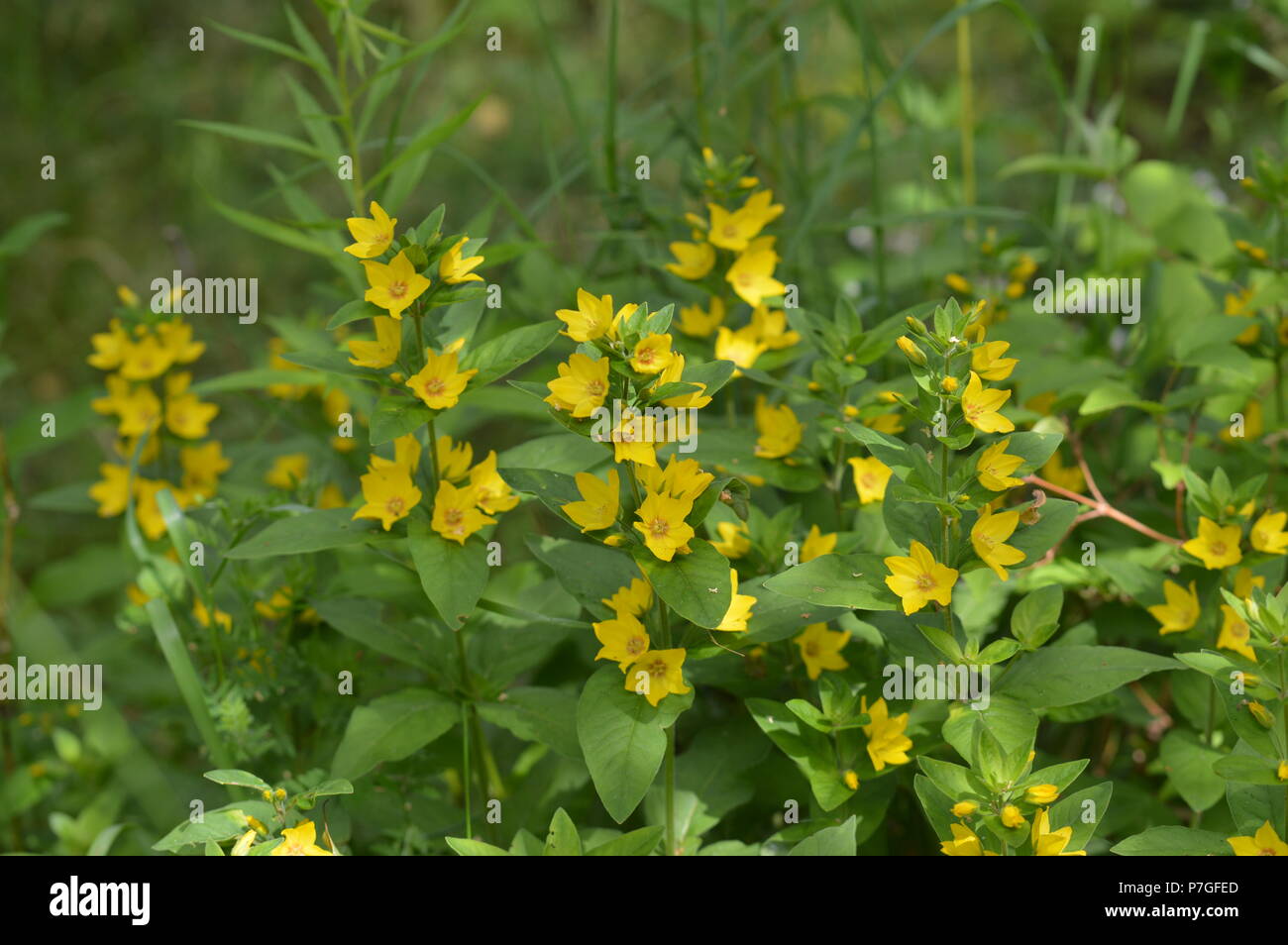 Wild yellow flowers Stock Photo - Alamy