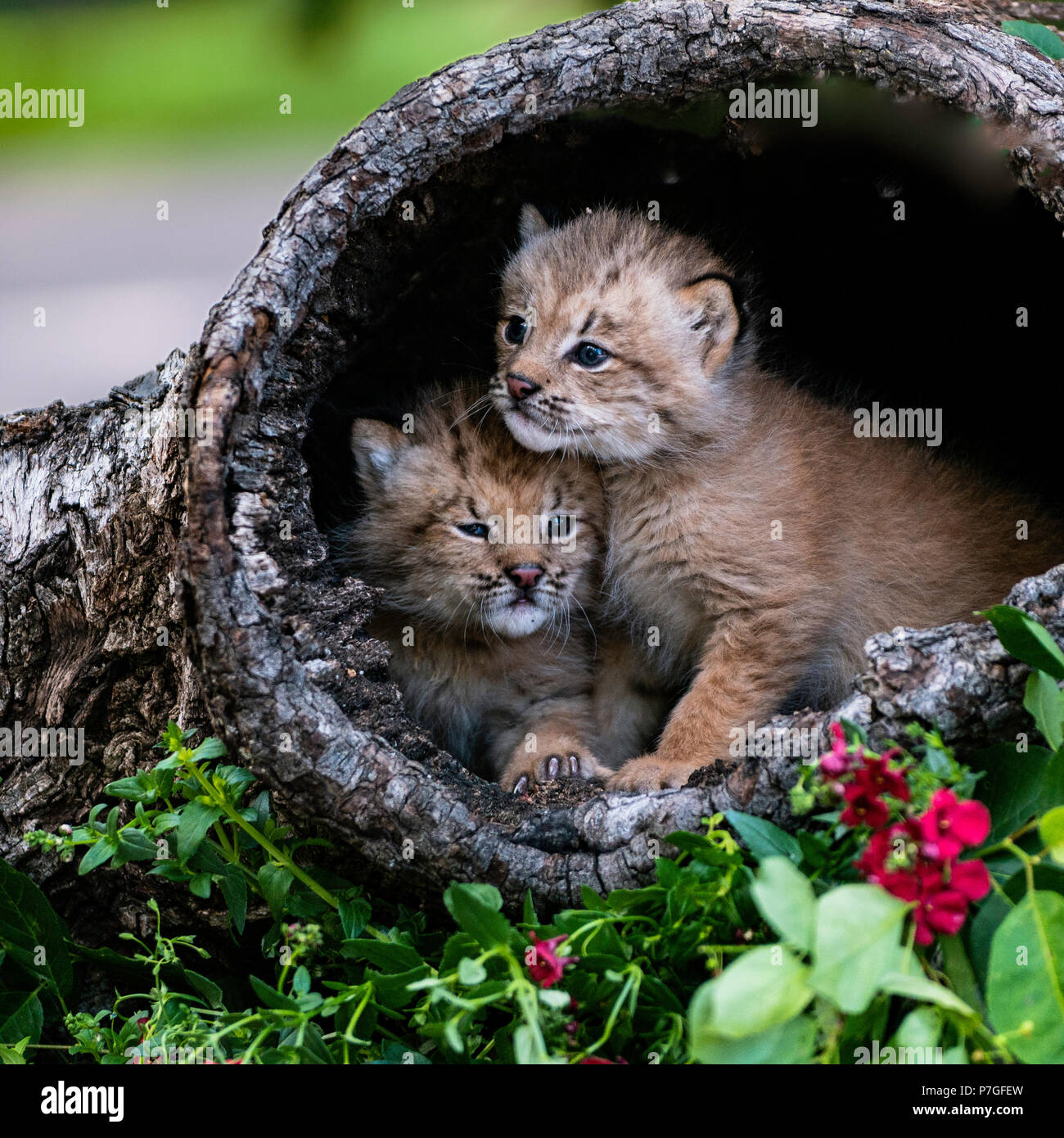 Canadian lynx kittens hi-res stock photography and images - Alamy