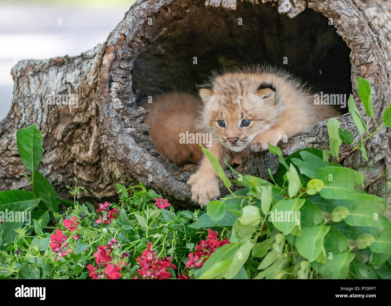 A baby Canadian lynx kitten feels his way out of a hole in a log Stock ...