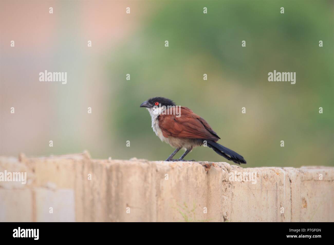 Senegal coucal (Centropus senegalensis senegalensis) in Ghana, western ...