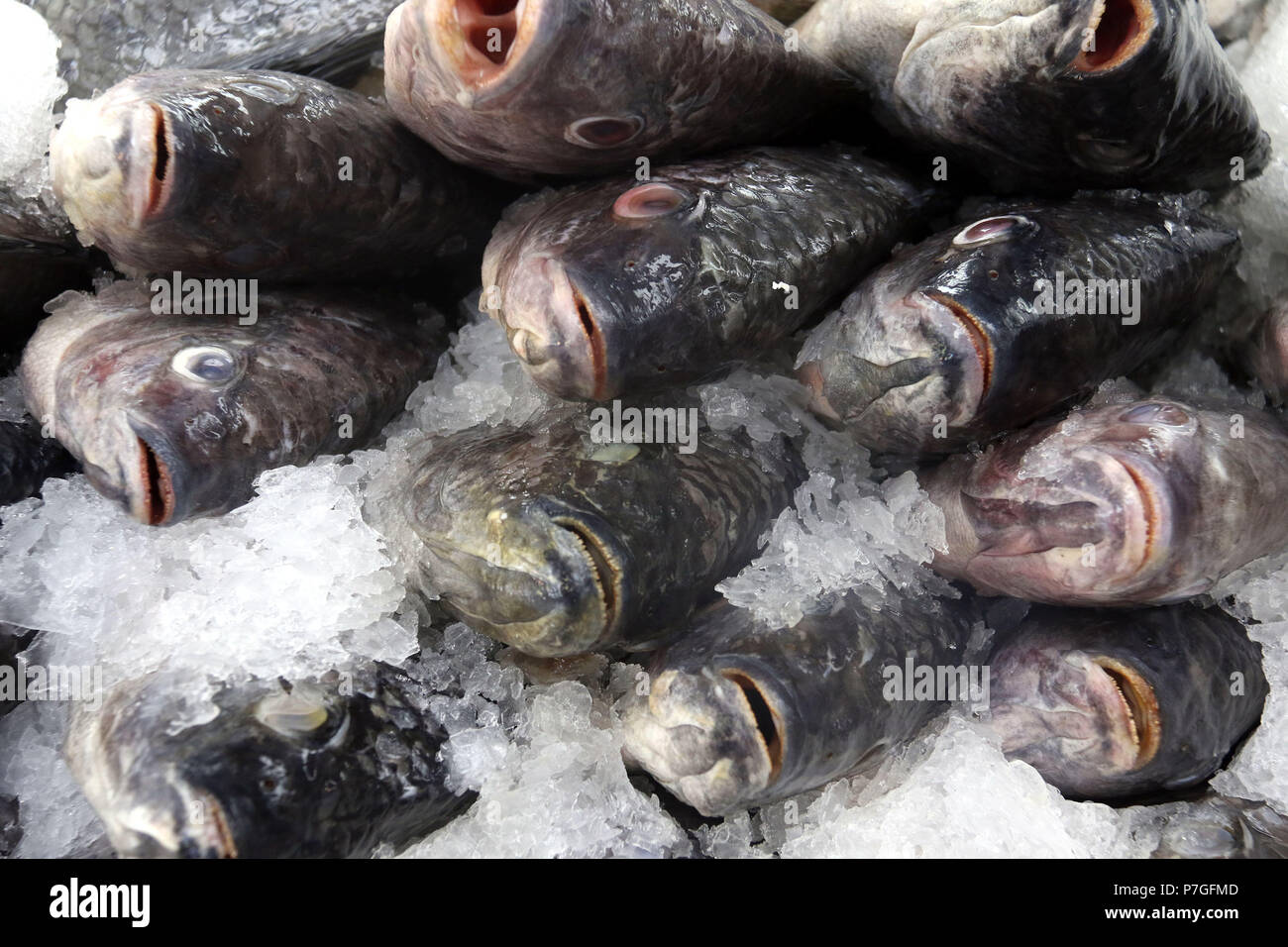 Porgy hi-res stock photography and images - Alamy