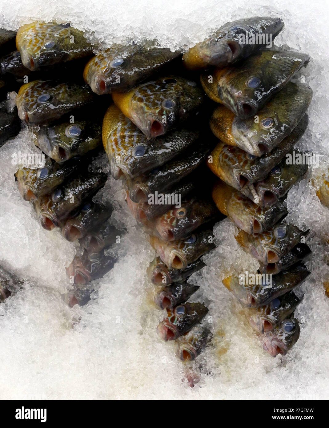 Sunperch hi-res stock photography and images - Alamy