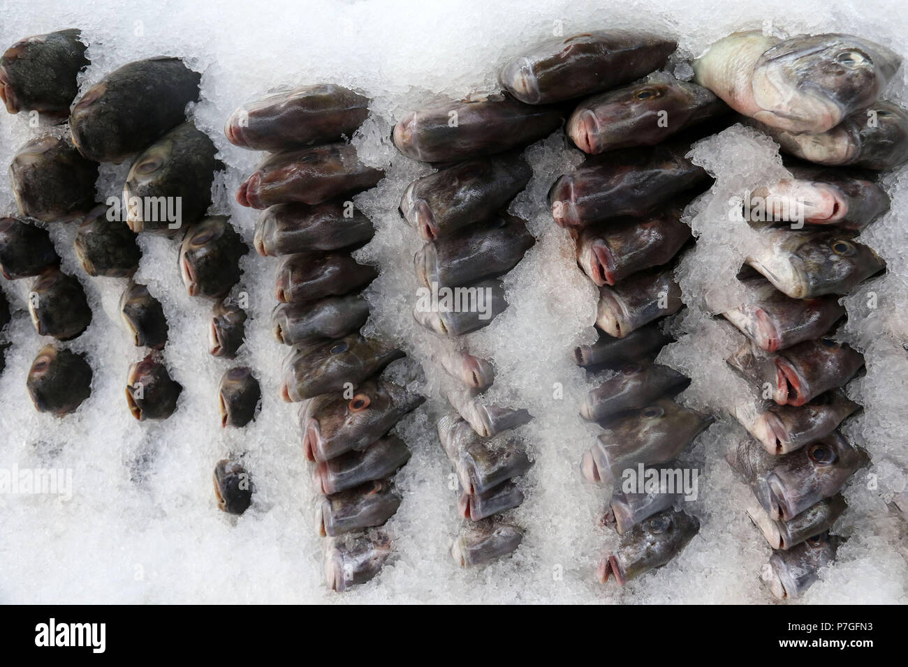 Mullet on ice hi-res stock photography and images - Alamy