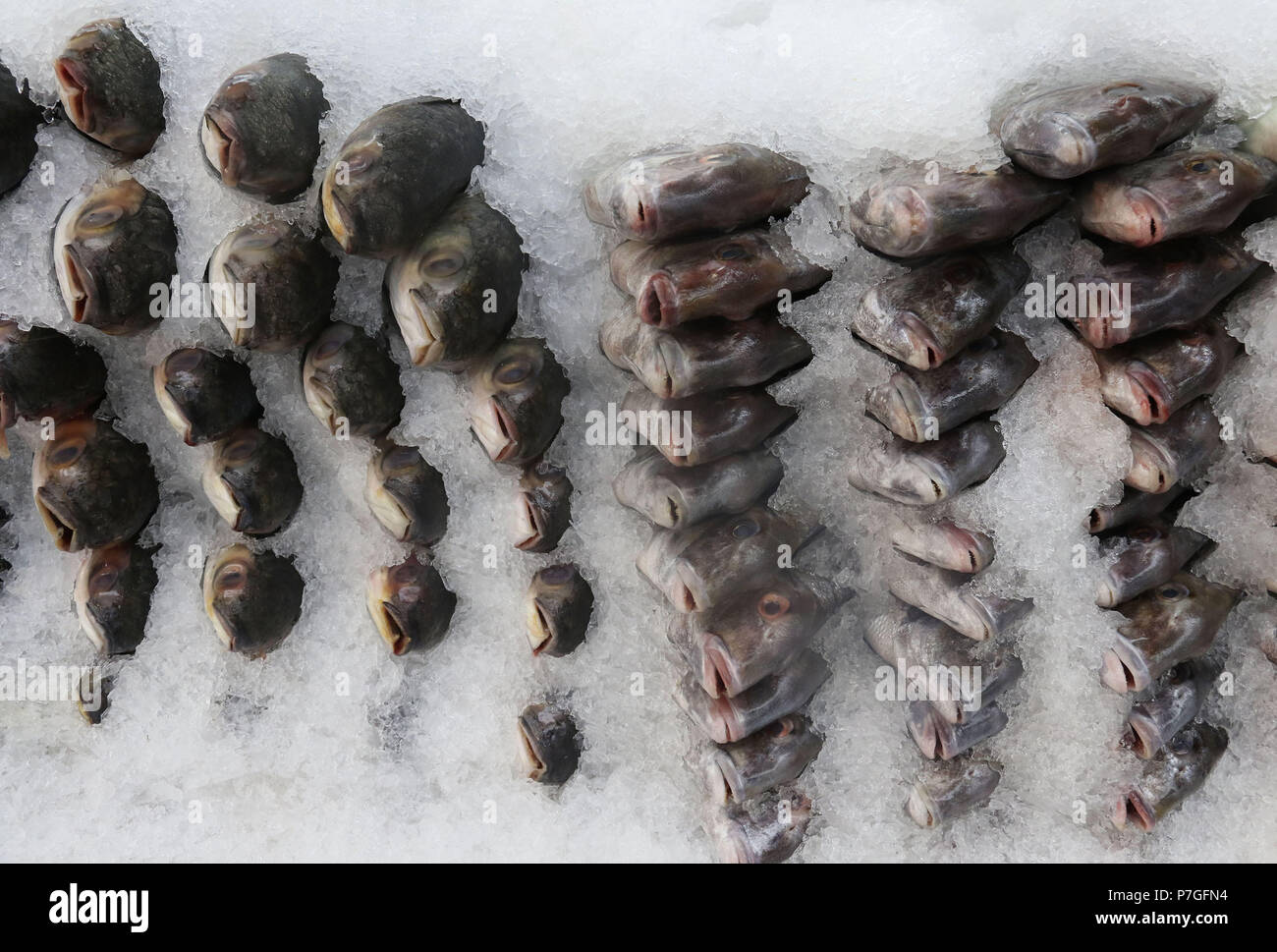Mullet on ice hi-res stock photography and images - Alamy
