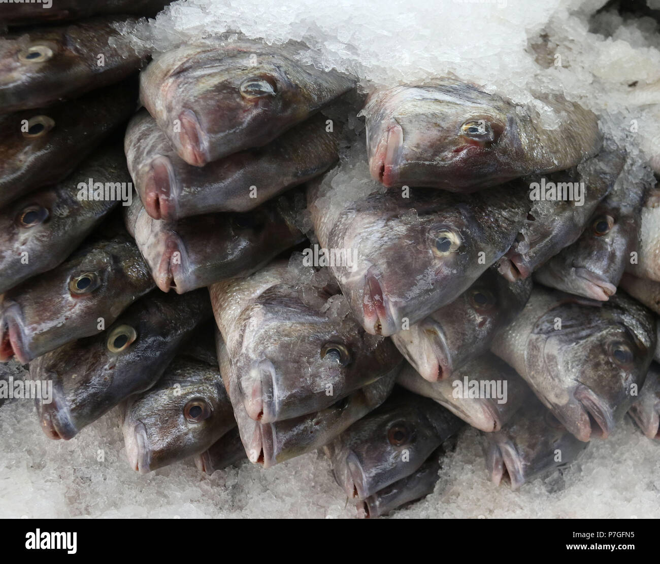 Wild porgies at fish market Stock Photo - Alamy
