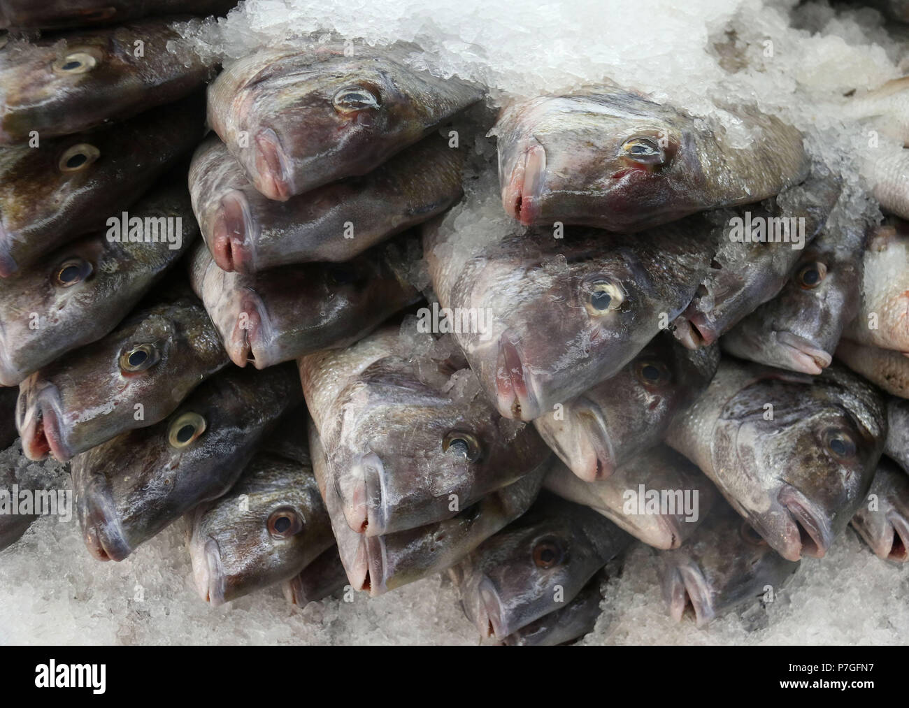 Porgy hi-res stock photography and images - Alamy