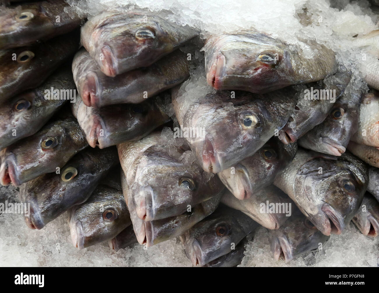 Wild porgies at fish market Stock Photo - Alamy
