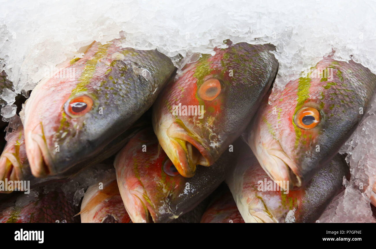 Yellowtail snapper on ice Stock Photo - Alamy