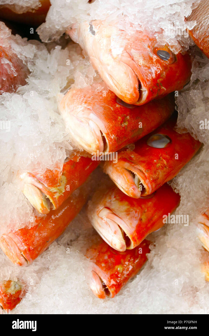 Wild whole red snapper on ice Stock Photo - Alamy
