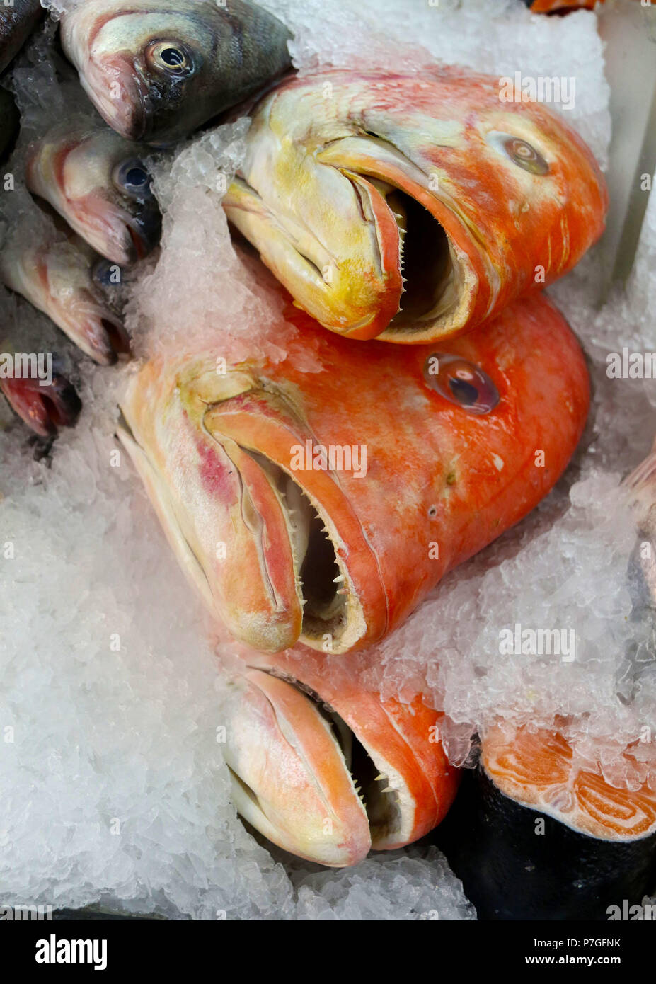 Wild whole red snapper on ice Stock Photo - Alamy