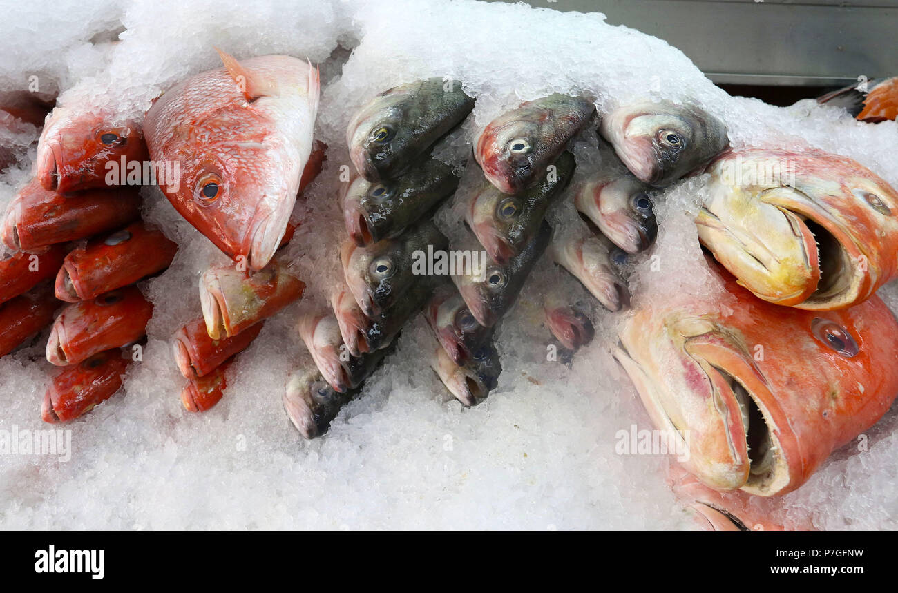 Snapper eating fish hi-res stock photography and images - Alamy