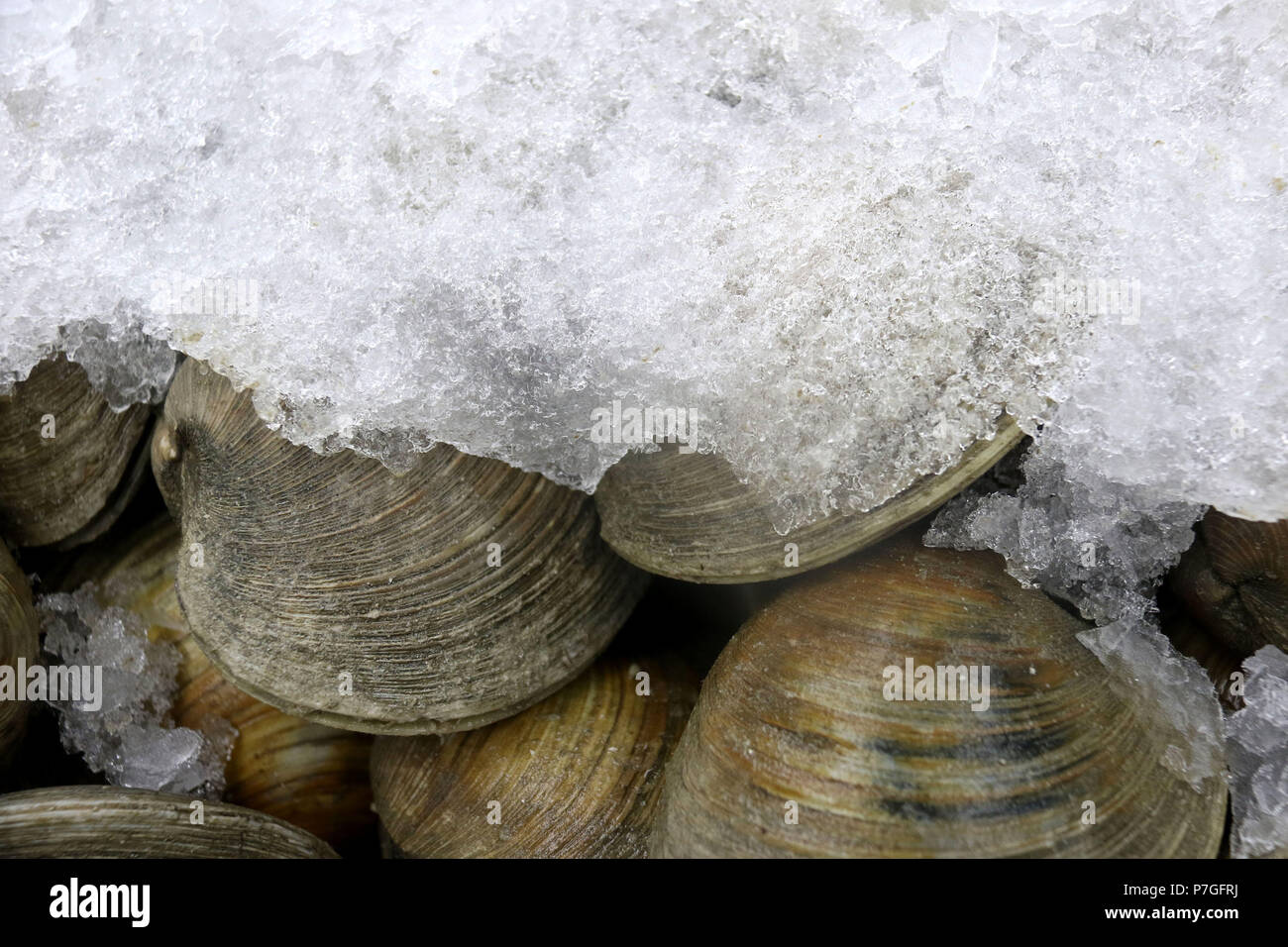 Top neck clams on ice Stock Photo - Alamy