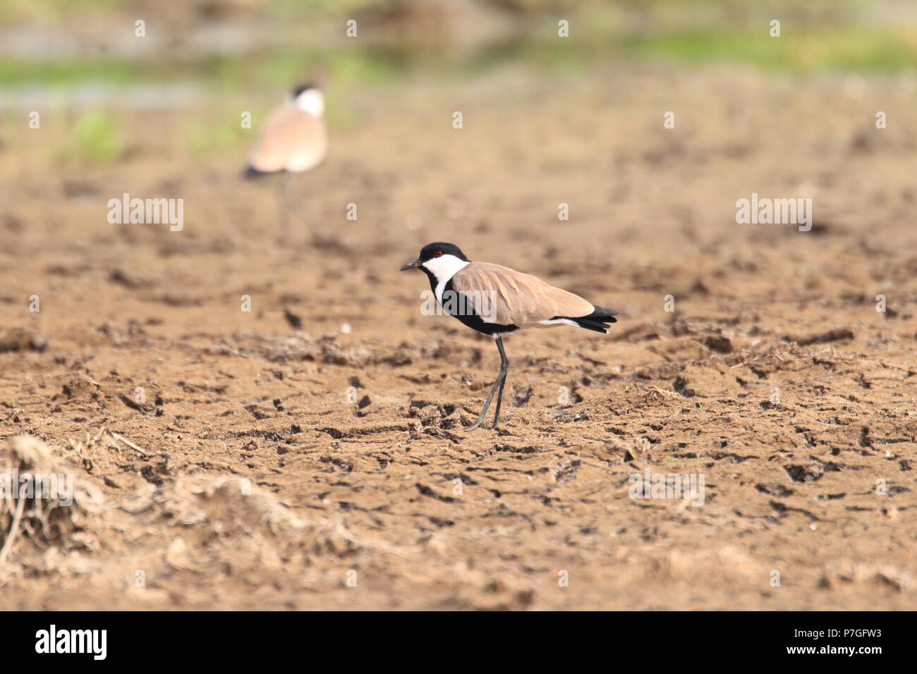 Spur-winged lapwing (Vanellus spinosus) in Ghana, western Africa Stock ...