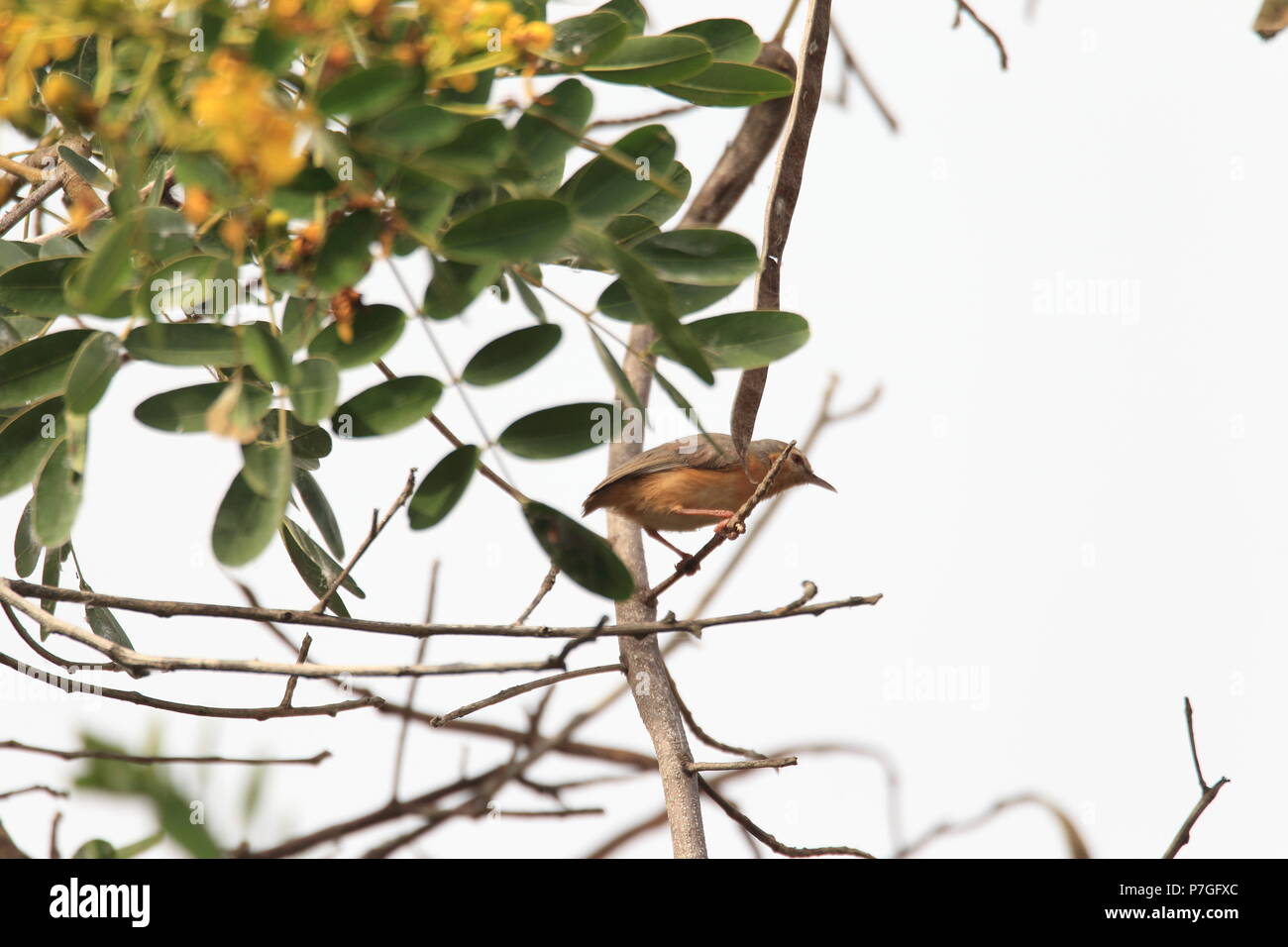 Northern crombec (Sylvietta brachyura) in Ghana, western Africa Stock ...