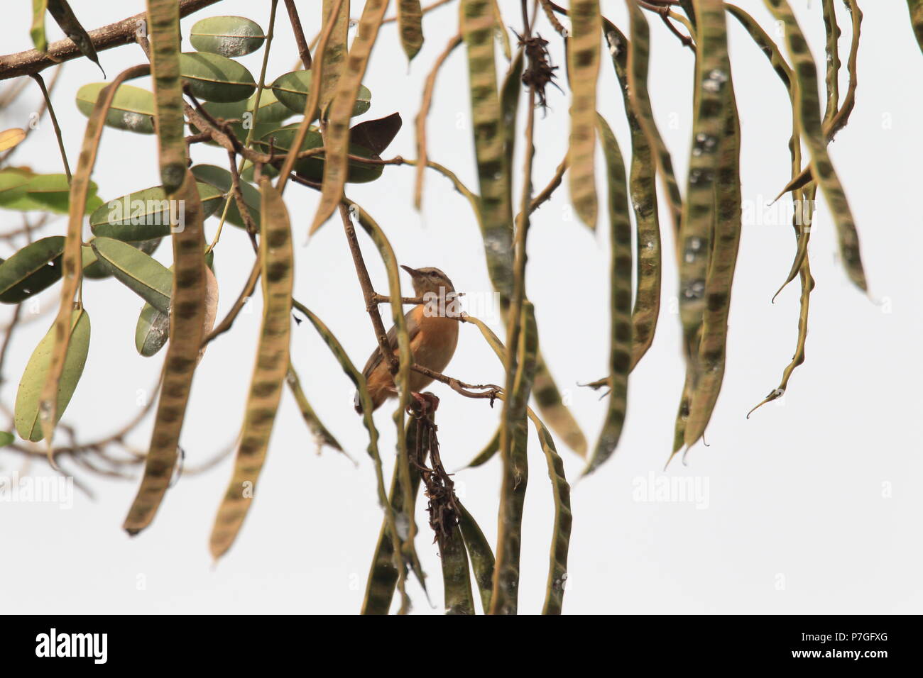 Northern crombec (Sylvietta brachyura) in Ghana, western Africa Stock ...