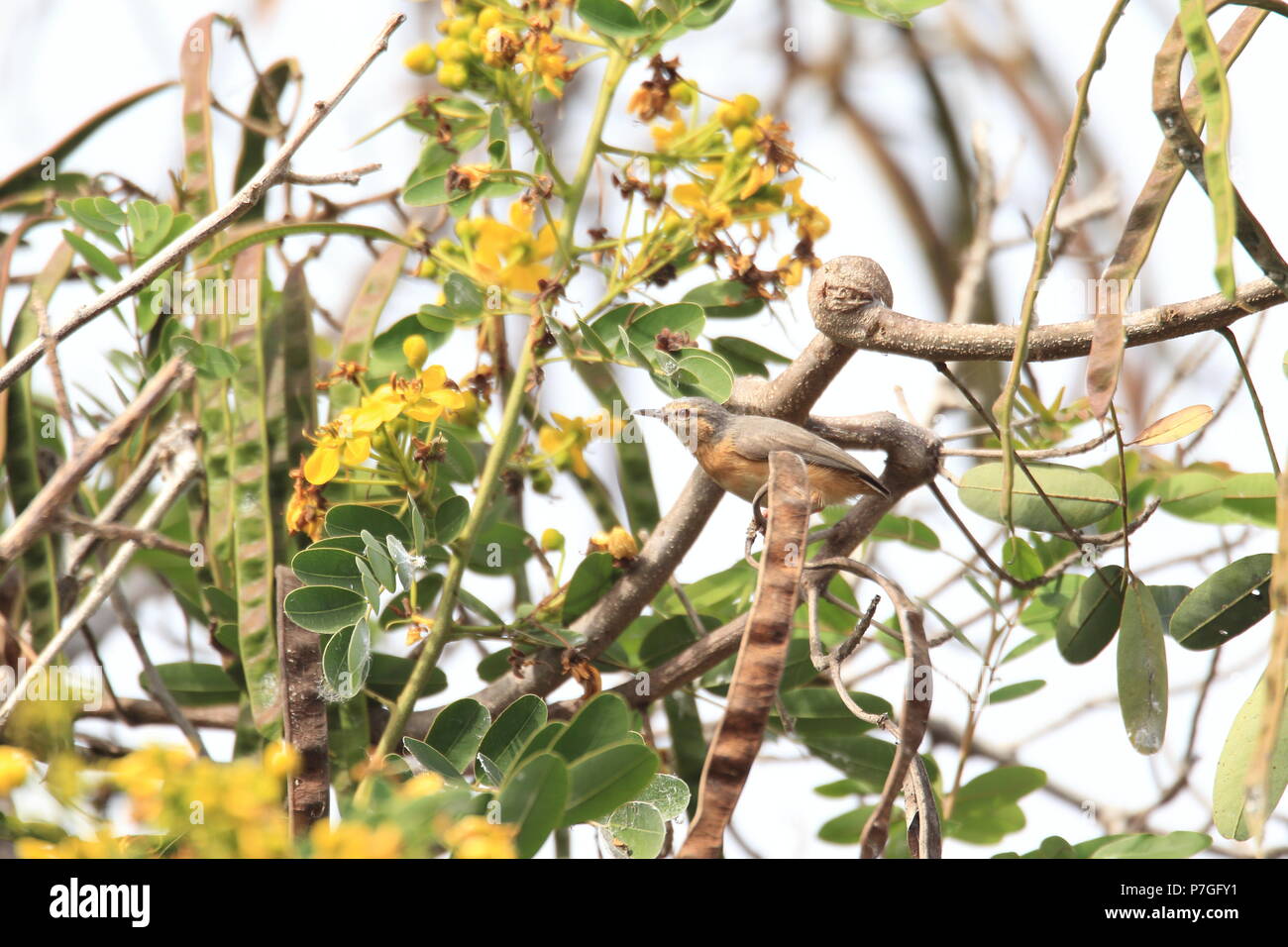 Northern crombec (Sylvietta brachyura) in Ghana, western Africa Stock ...