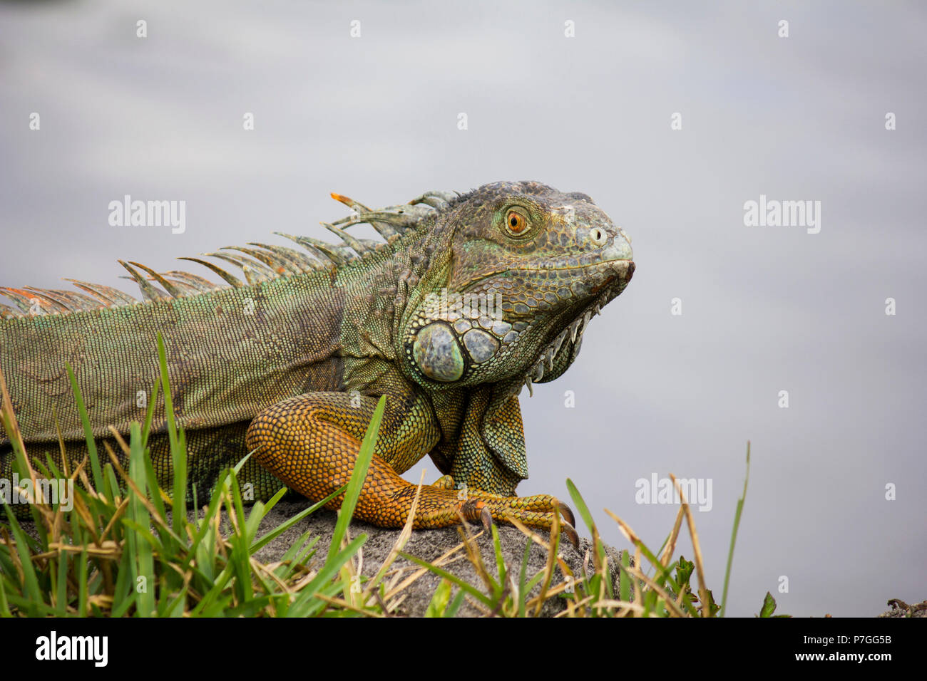 Iguana iguana in water hi-res stock photography and images - Alamy