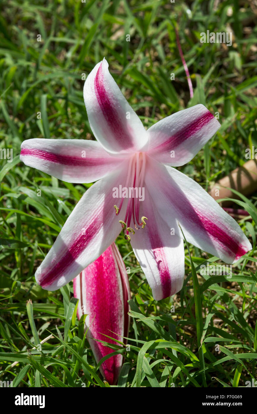 Beautiful lily flower Stock Photo - Alamy