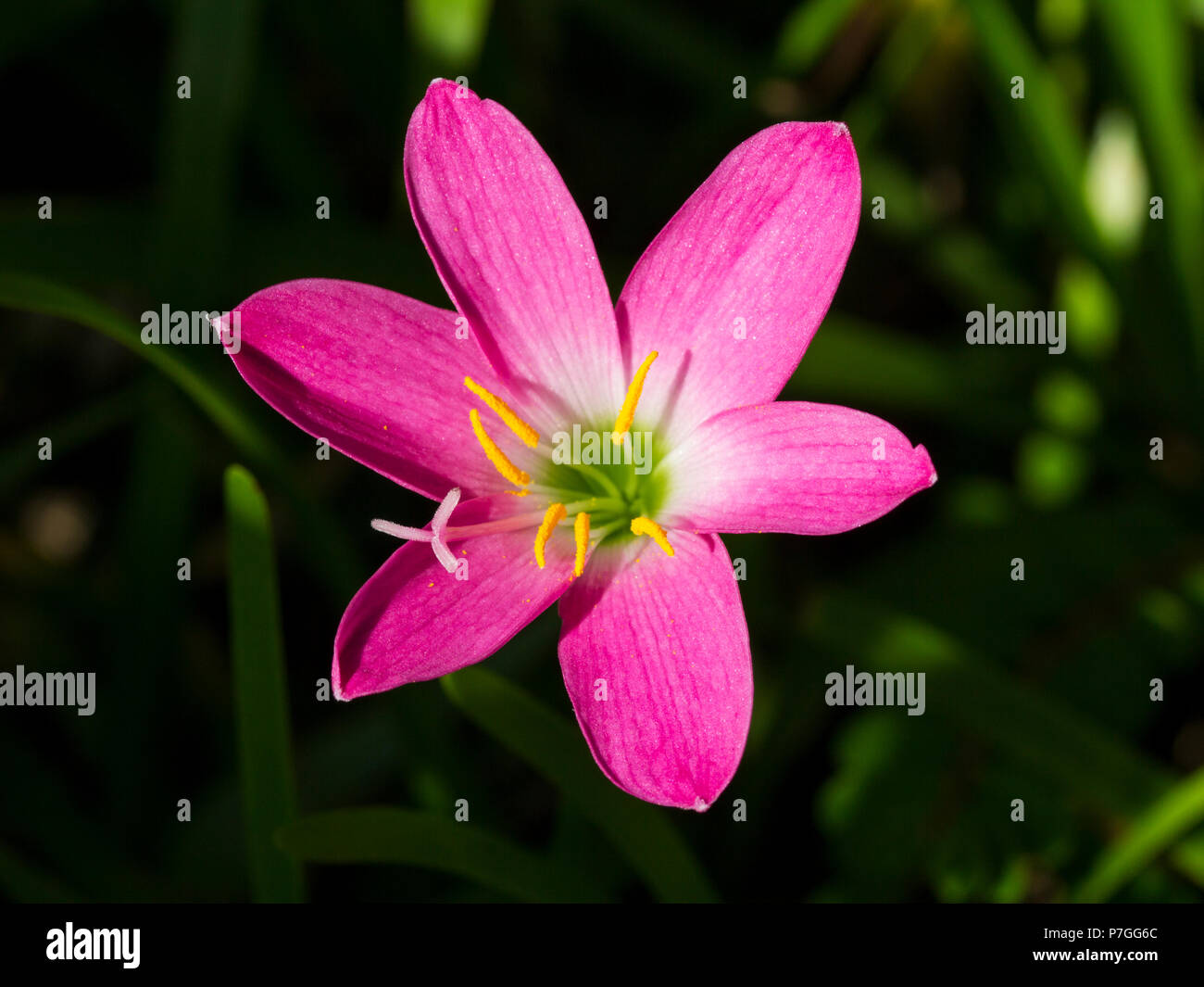 Zephyr six hi-res stock photography and images - Alamy