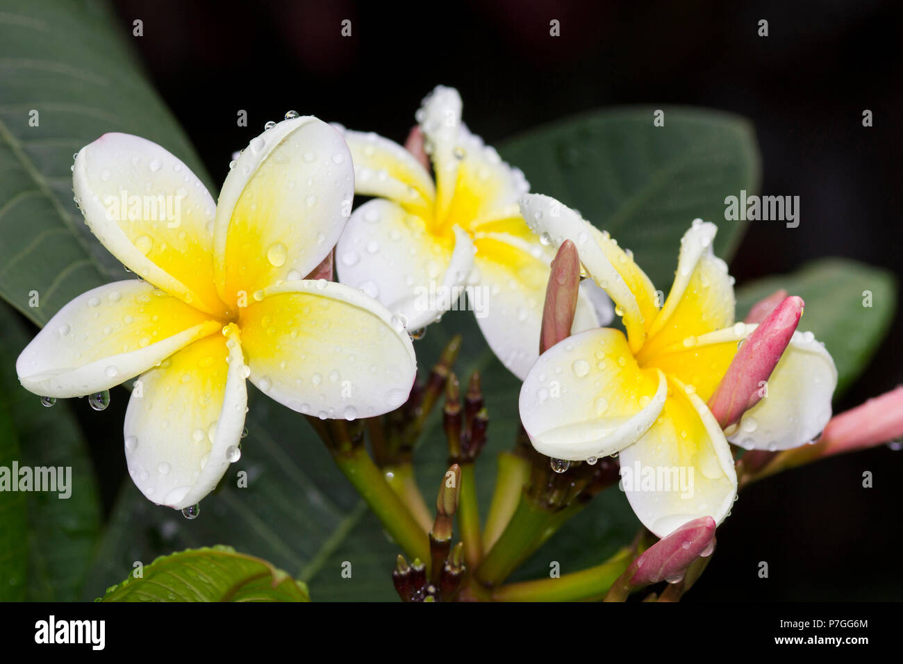 plumeria flowers in blossom, also known as frangipani, in white and ...