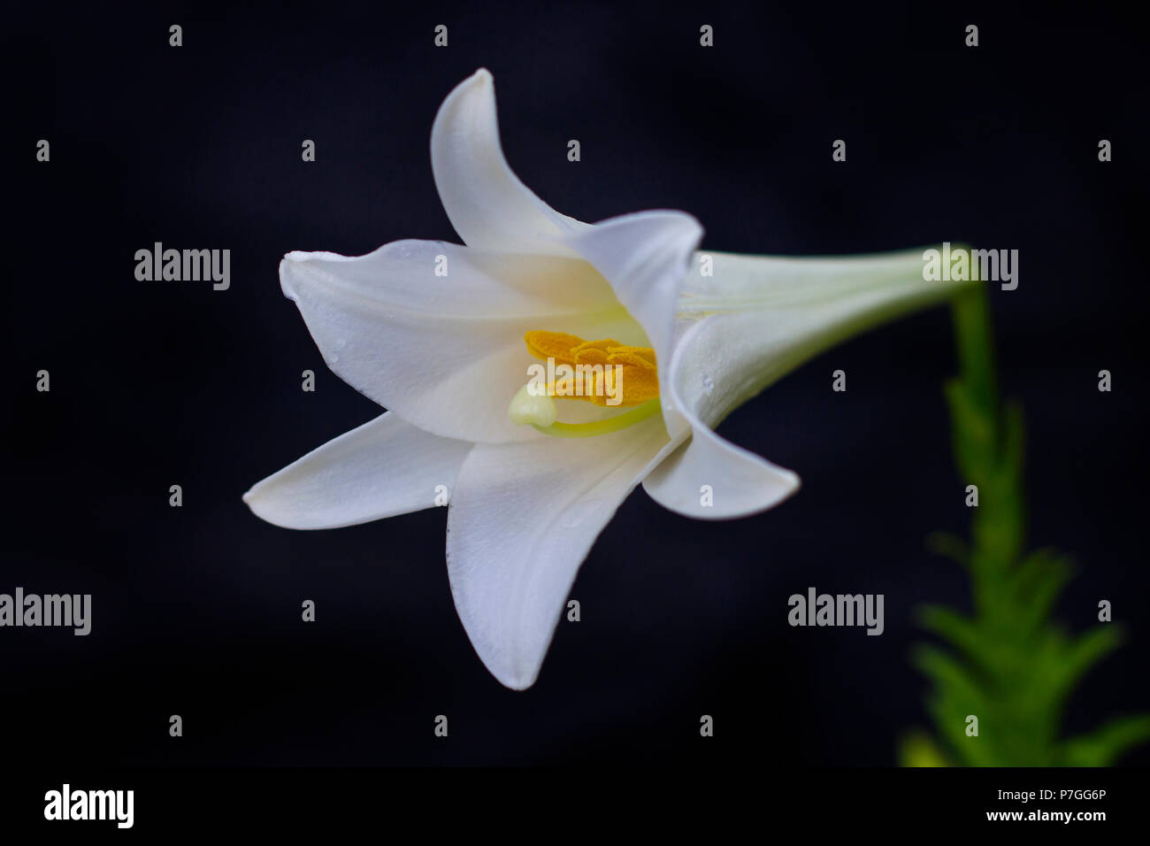Beautiful Easter lily flower in blossom. White. six petals, trumpet ...