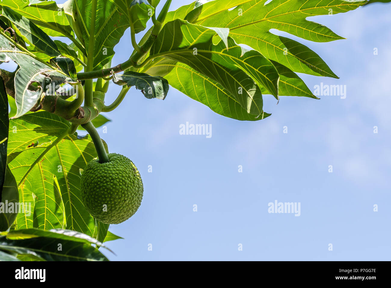 One young green breadfruit hanging in tree in tropical climate of ...
