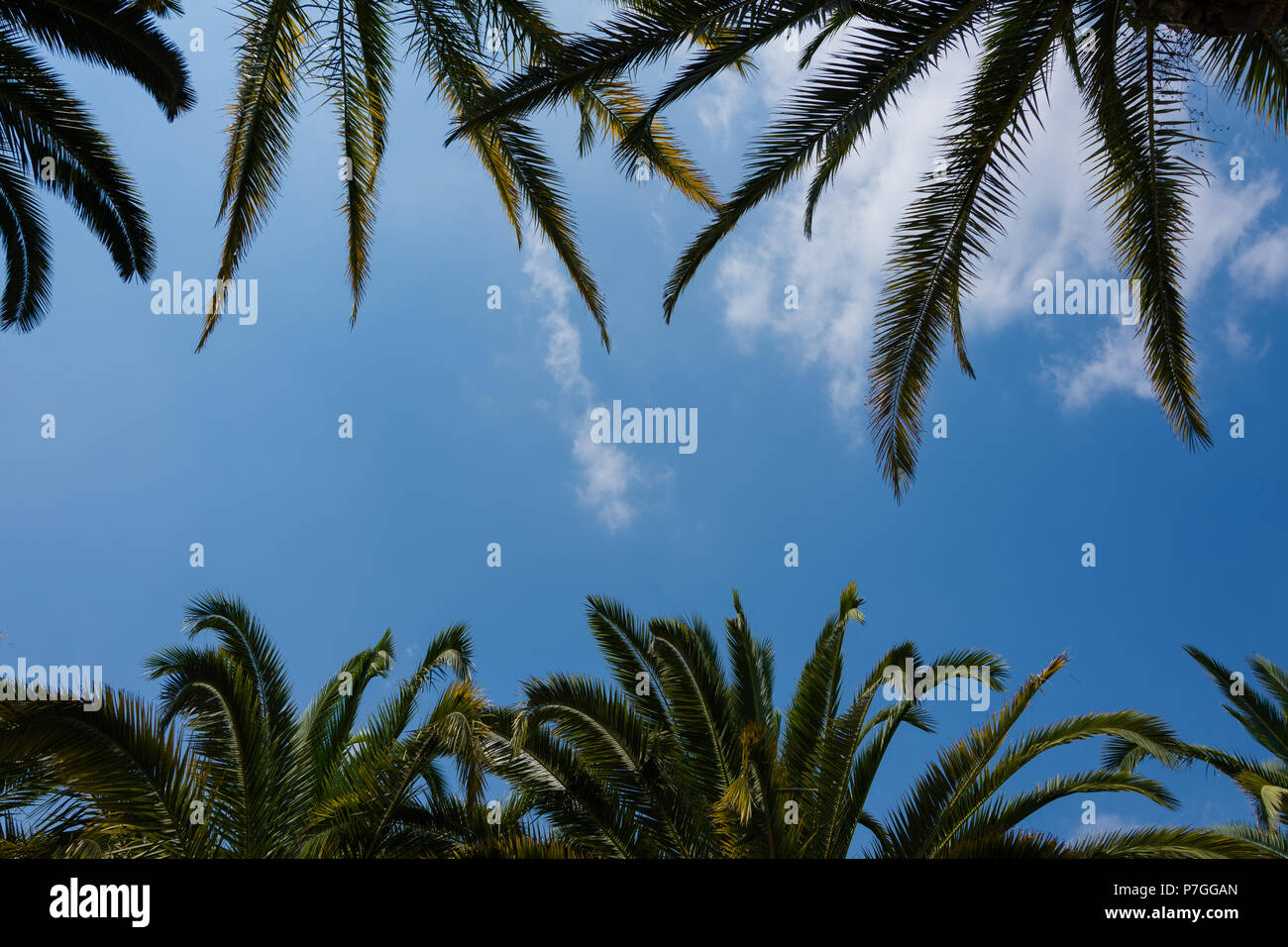 Beauty coconut palms on the blue sky background,sicily Stock Photo - Alamy