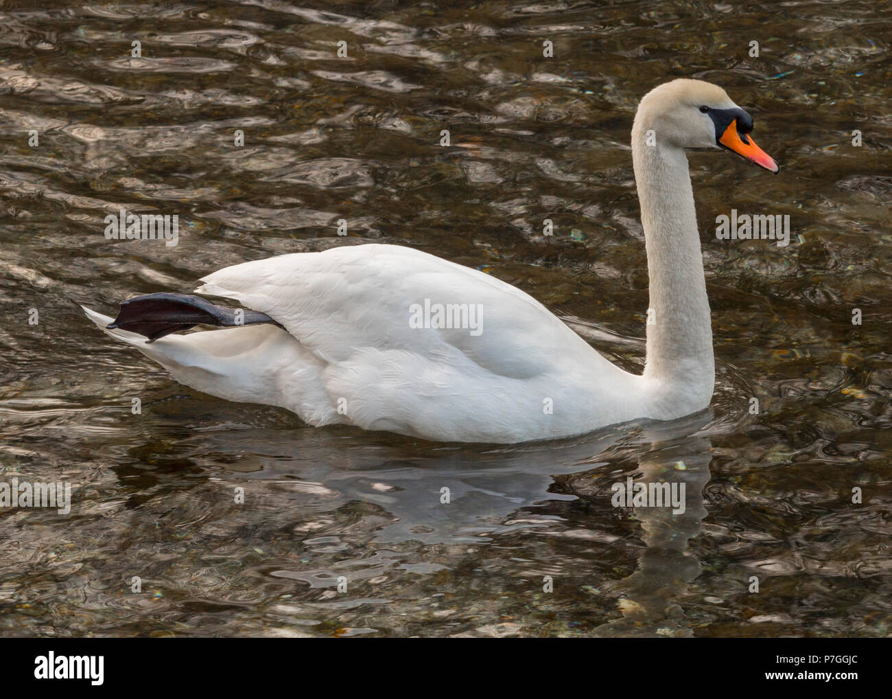 Isolated swan is swimming in warm water Stock Photo - Alamy