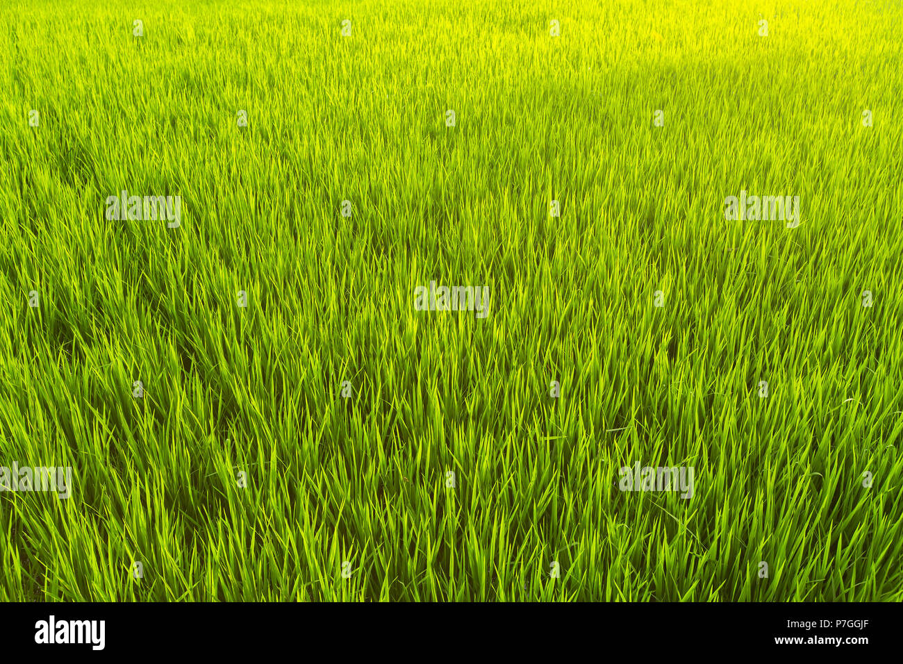 Rice field close up hi-res stock photography and images - Alamy