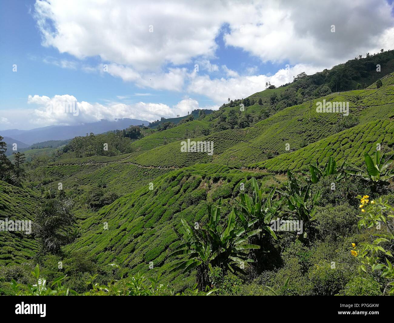 Boh tea plantation, Cameron Highlands, Malaysia, Asia Stock Photo - Alamy