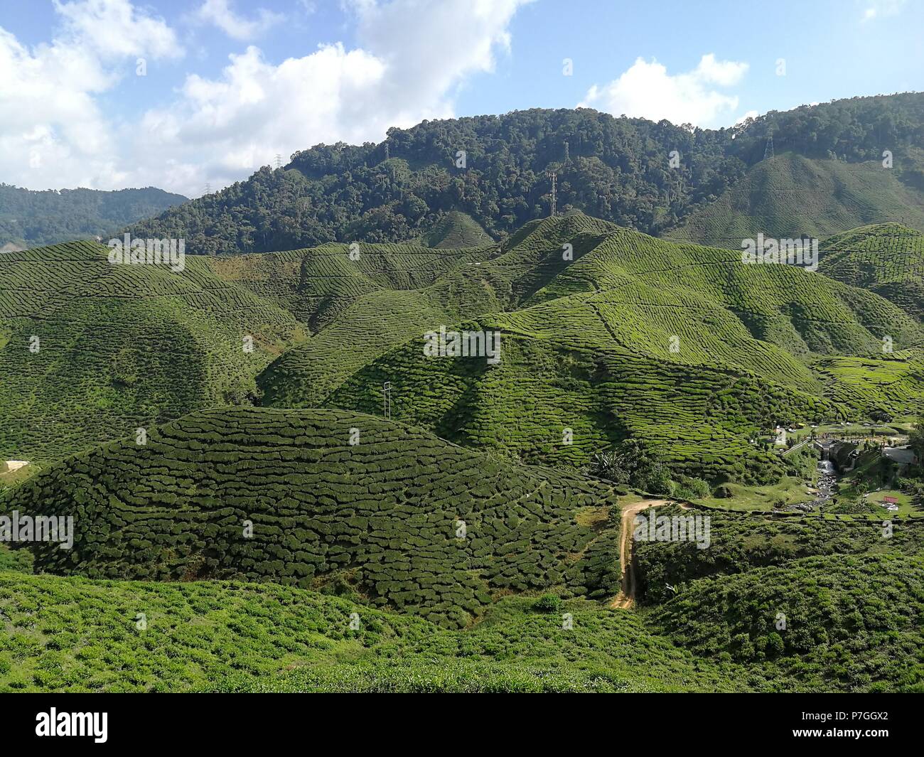Boh tea plantation, Cameron Highlands, Malaysia, Asia Stock Photo - Alamy