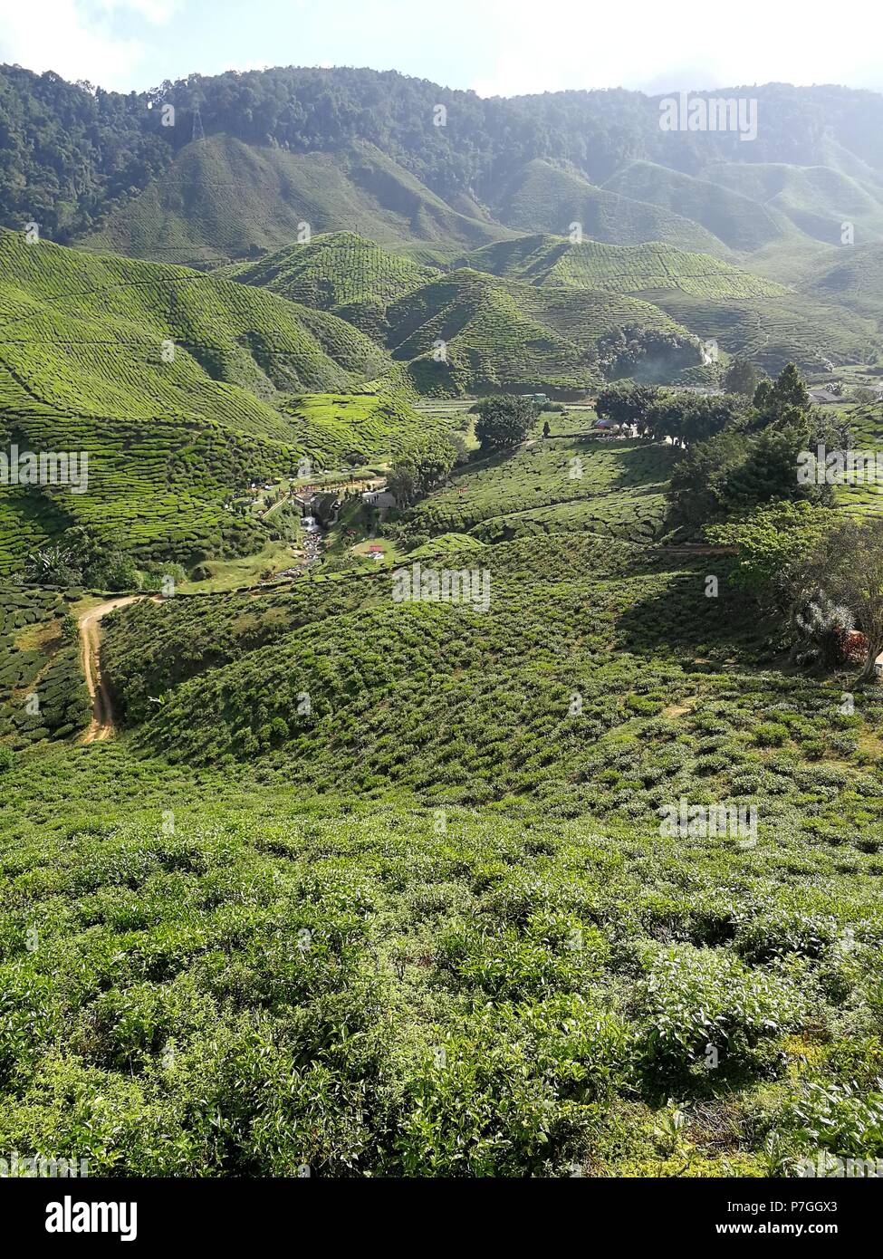 Boh tea plantation, Cameron Highlands, Malaysia, Asia Stock Photo - Alamy