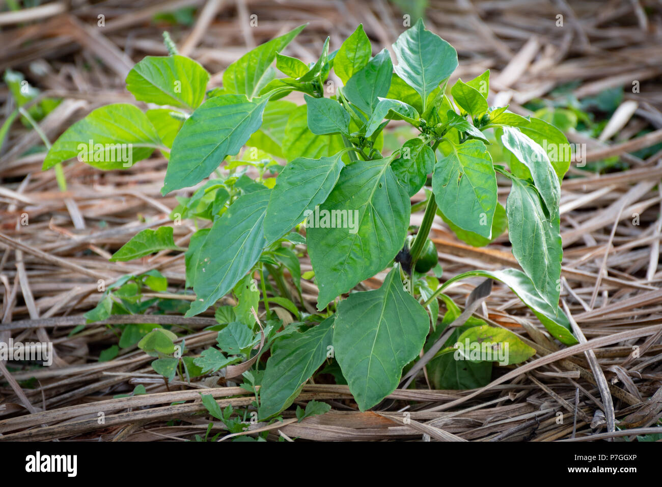 Bell pepper plant hi-res stock photography and images - Alamy