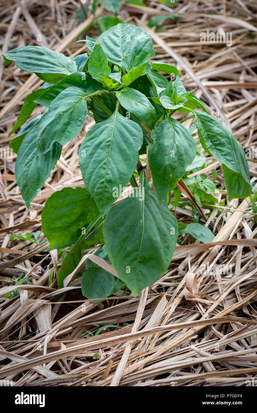 Bell pepper plant hi-res stock photography and images - Alamy