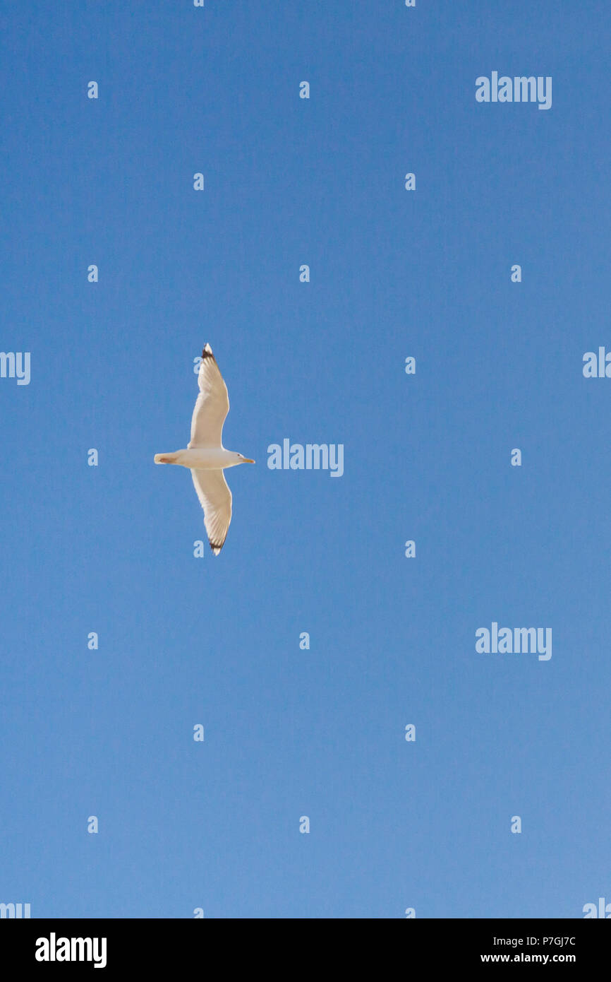 Bird Albatross is flying in the blue sky Stock Photo - Alamy
