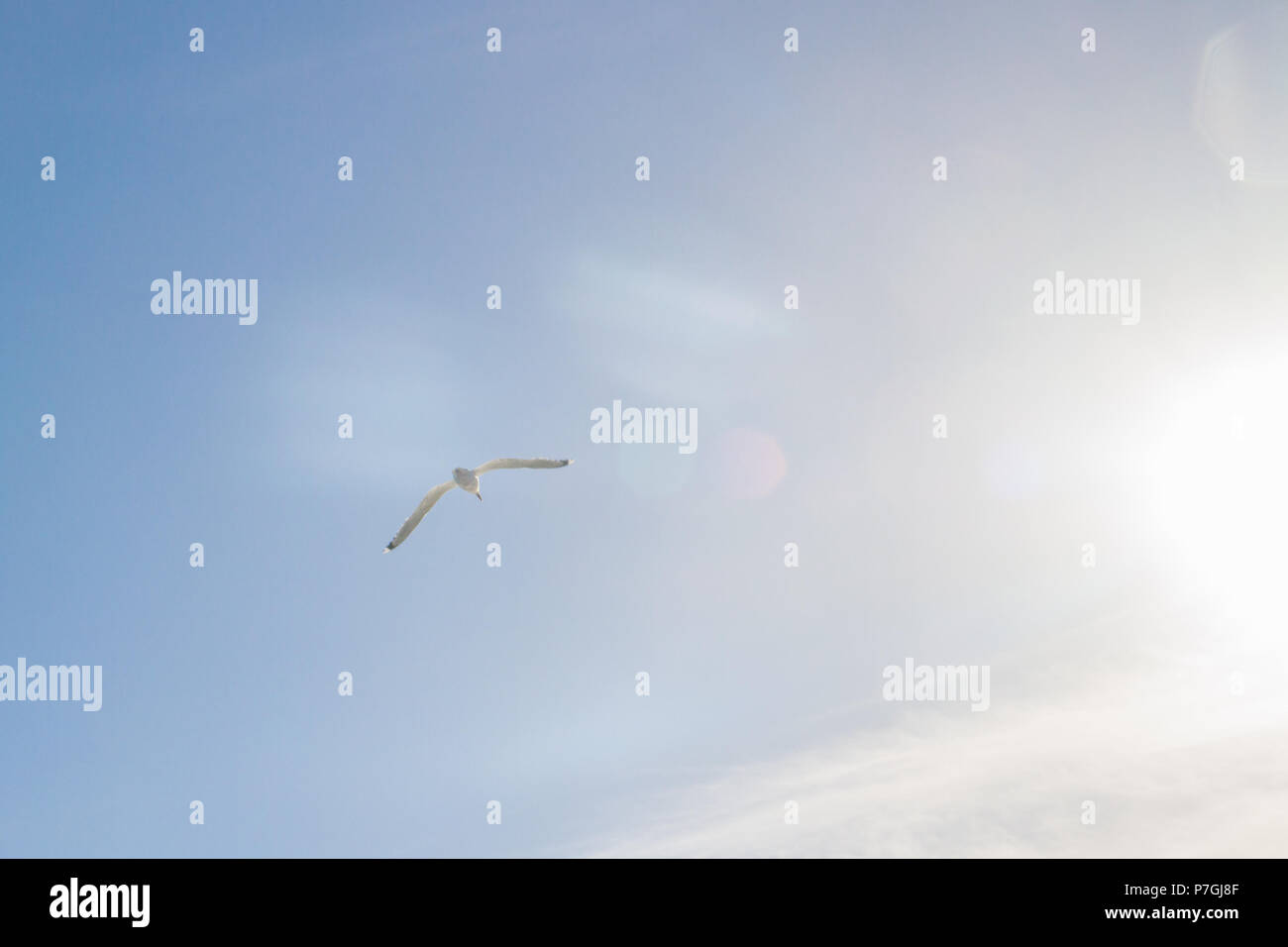 Albatross bird flying in blue sky with white clouds and sun view Stock ...