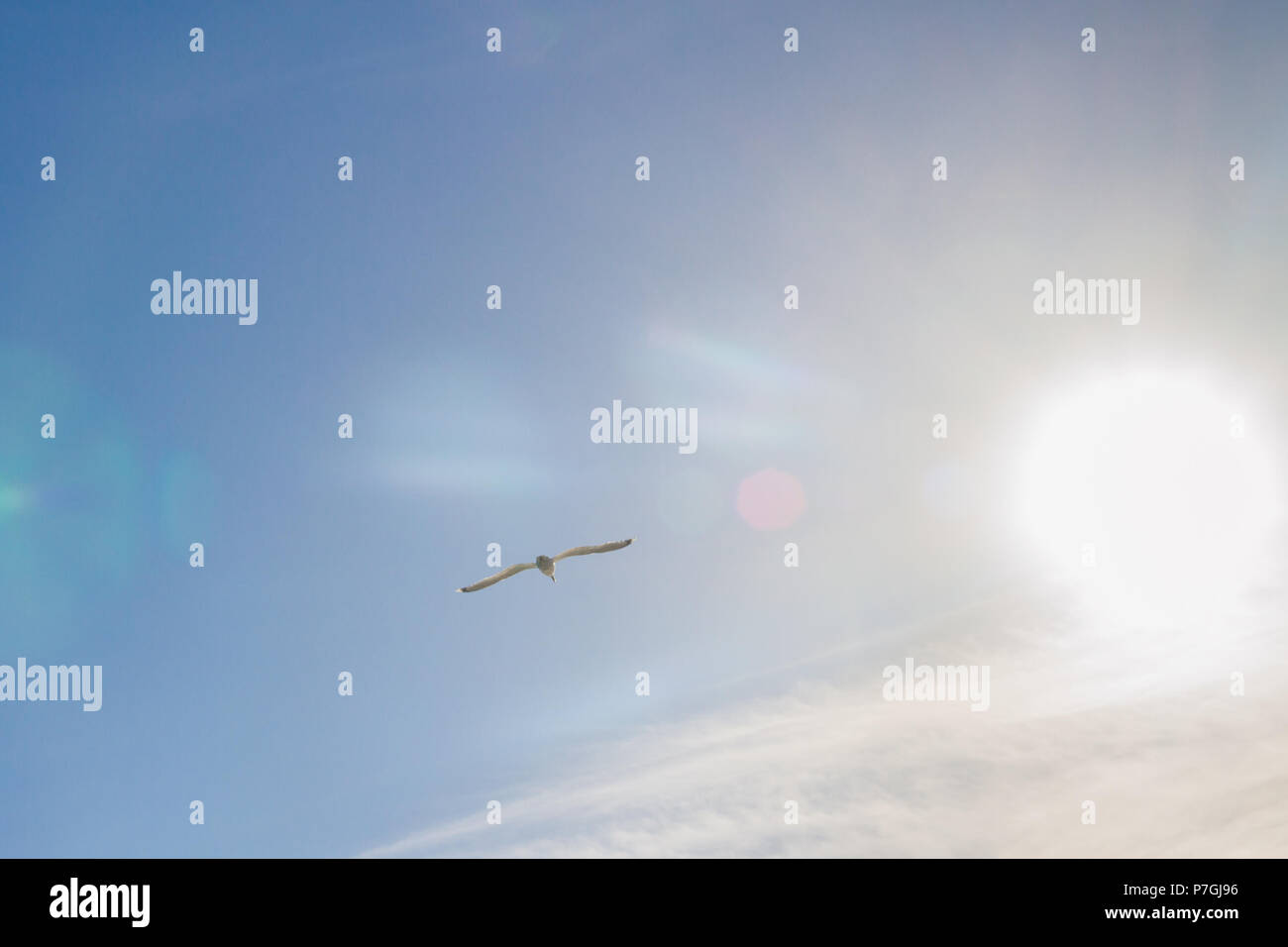 Albatross bird flying in blue sky with white clouds and sun view Stock ...