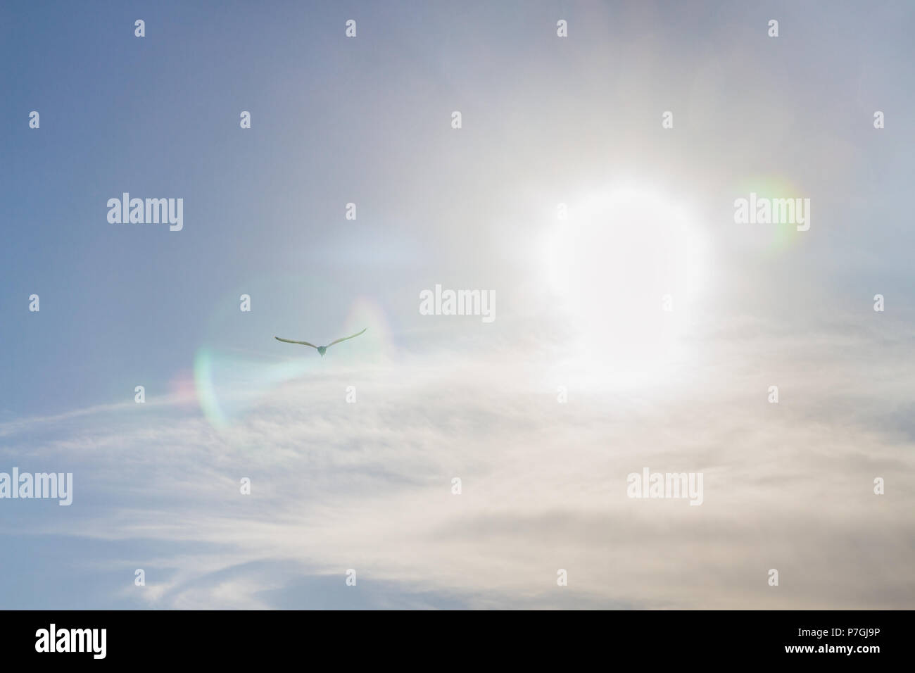 Albatross bird flying in blue sky with white clouds and sun view Stock ...